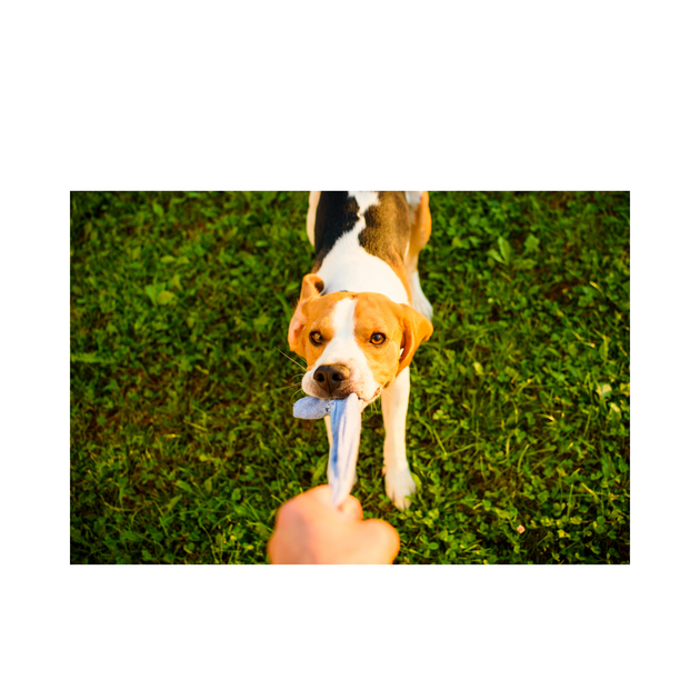 Snape Ball juguete para perros todas razas | Club Mundo Animal